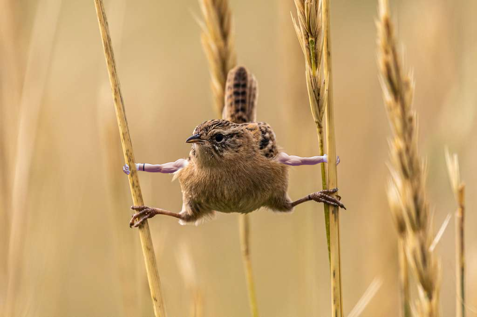 A Climber | Birds with Arms | Know Your Meme