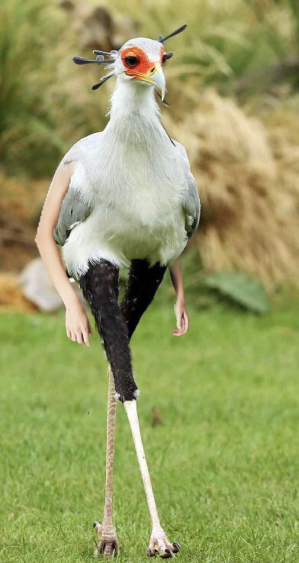 Out for a Stroll | Birds with Arms | Know Your Meme