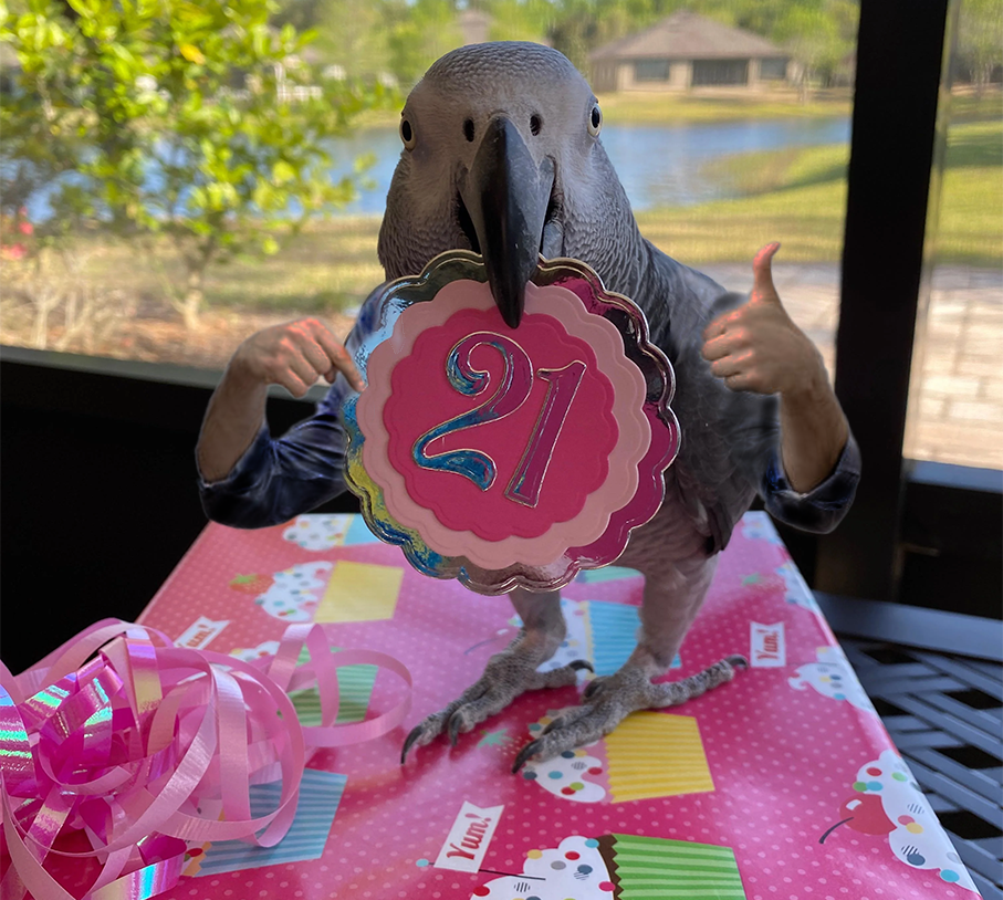 His Birthday | Birds with Arms | Know Your Meme