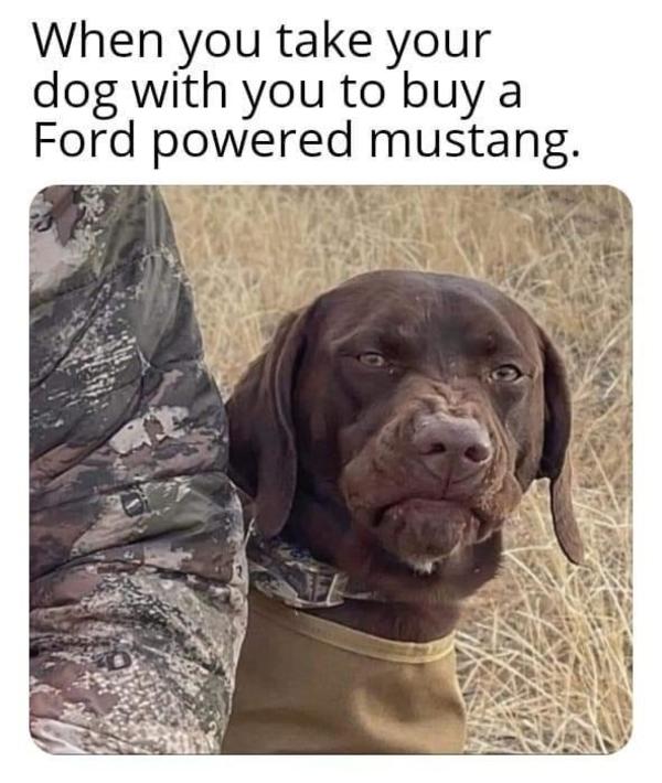Ford powered mustang | Dogs | Know Your Meme