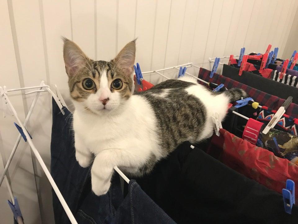 Laundry Loaf | Cats | Know Your Meme