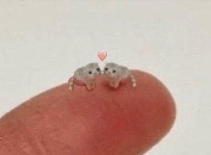 wiwi in love | El Wiwi | Know Your Meme