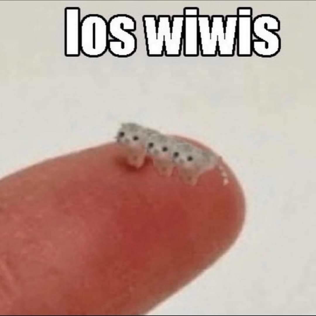 【情報】Los Wiwis @場外休憩區 哈啦板 - 巴哈姆特