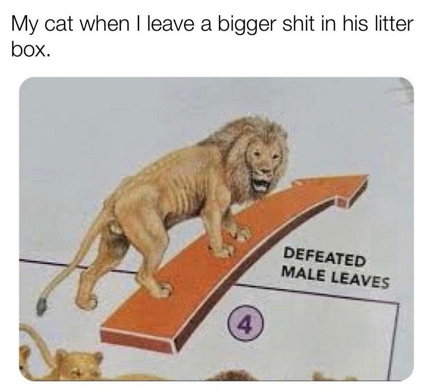 alpha male | Cats | Know Your Meme