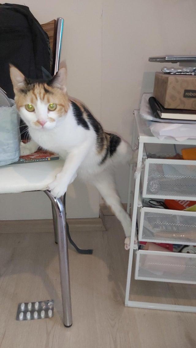 Balancing Act | Cats | Know Your Meme