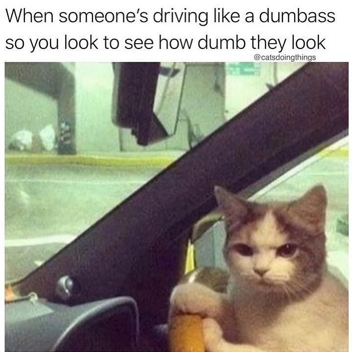 Judgment | Cats | Know Your Meme