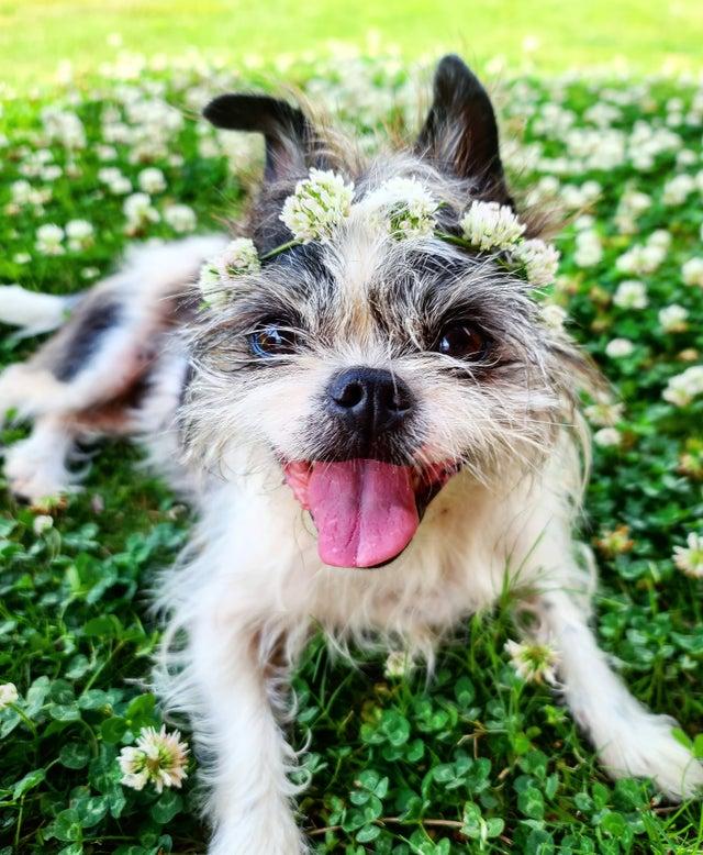 Flower Crown | Animals | Know Your Meme