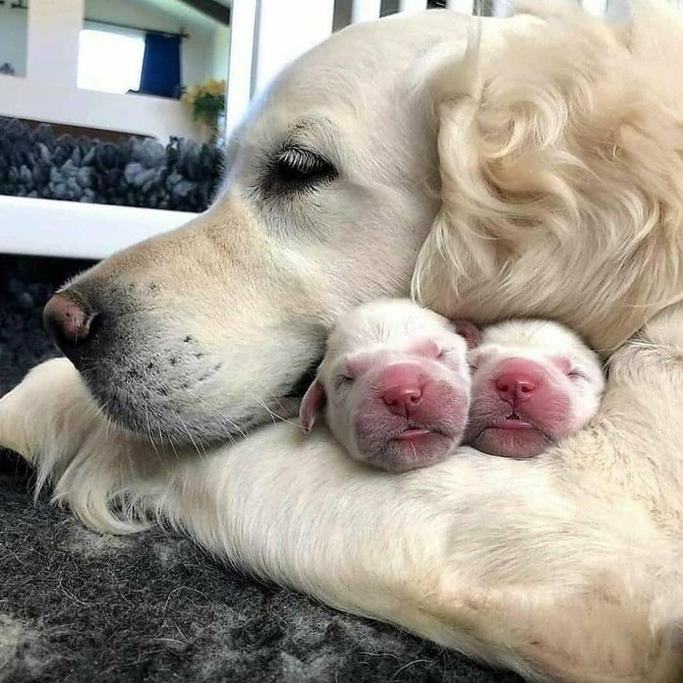 A Proud Mom | Animals | Know Your Meme