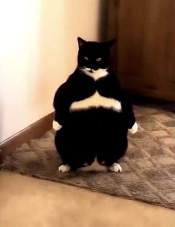Blessed_Chonker | Blessed Image | Know Your Meme
