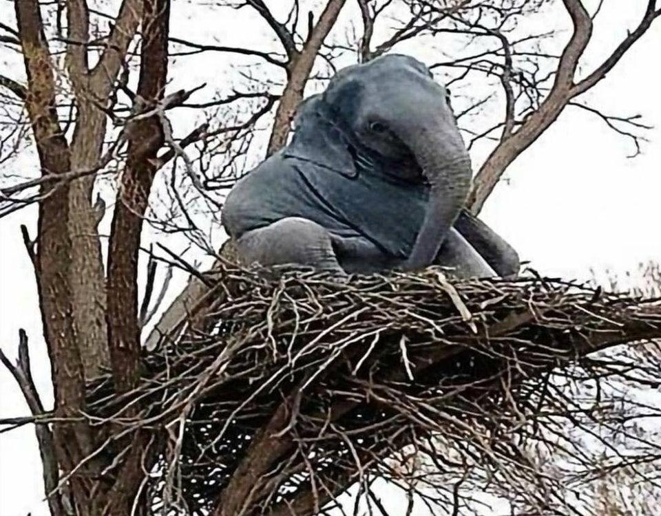 Cursed_Bird | Cursed Images | Know Your Meme