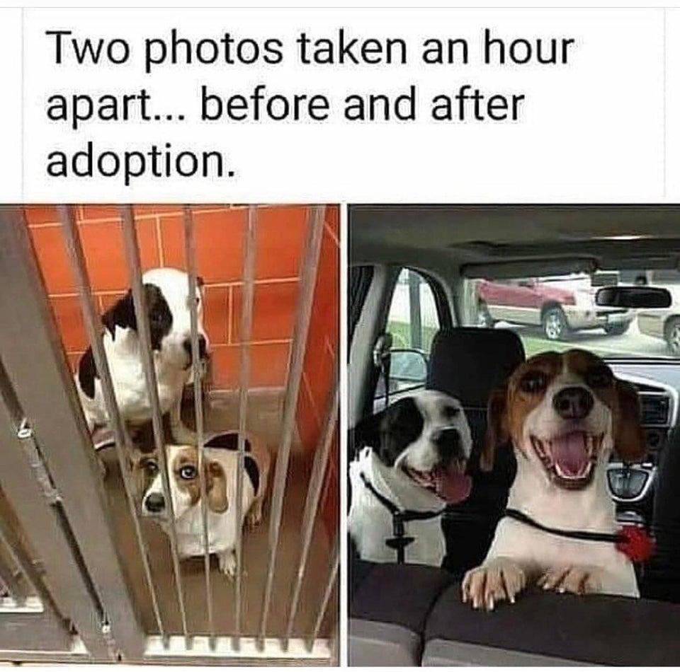 Only 1 Hour | Animals | Know Your Meme