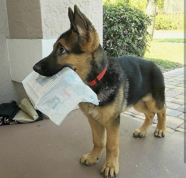 The Paperboy | Animals | Know Your Meme