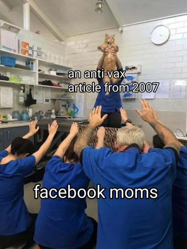 put the cat down | Cats | Know Your Meme