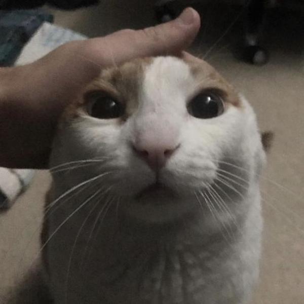 Me Petting My Cat Template Cropped Me Petting My Cat Before The Me Petting My Cat Template Cropped Me Petting My Cat Before The