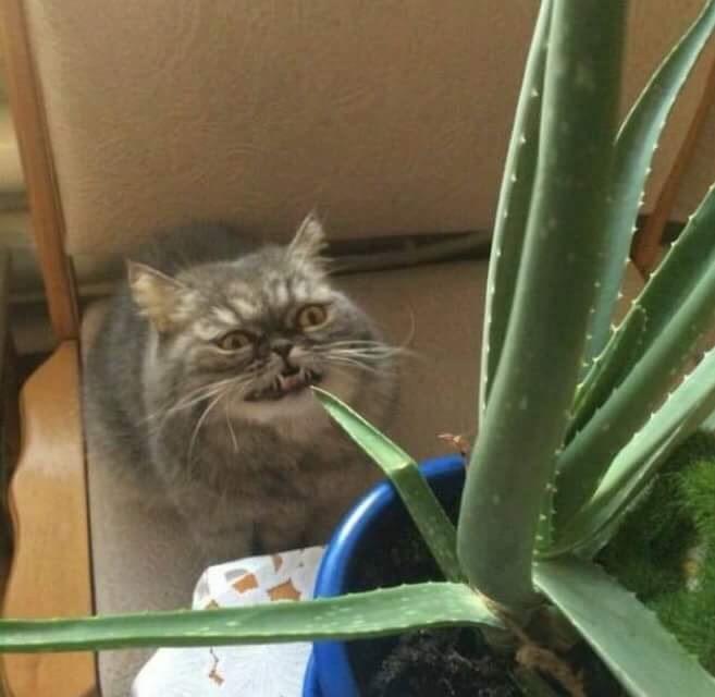 Hello Vera, we meet again | Cats | Know Your Meme