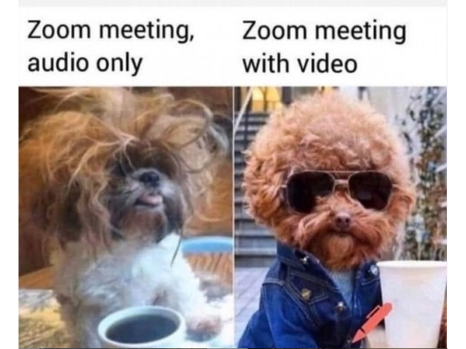 Zoom Meetings | Dogs | Know Your Meme