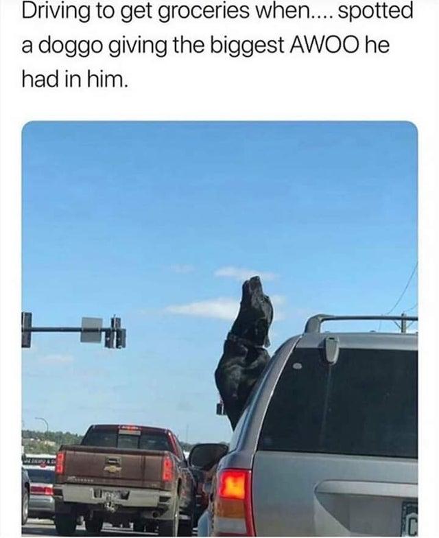 Awoo | Dogs | Know Your Meme