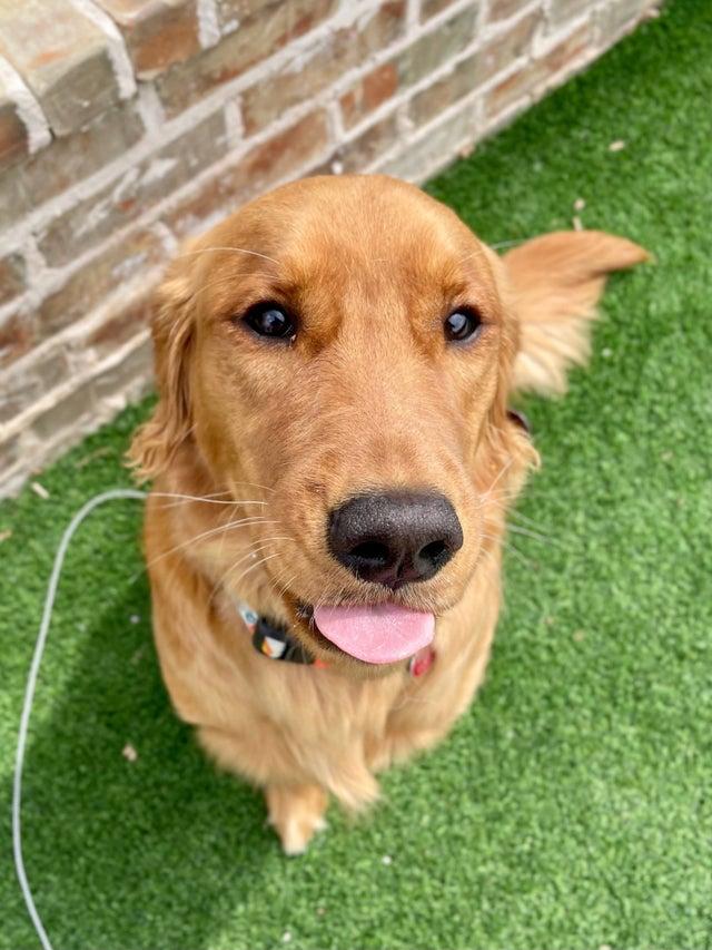 Waiting for a Treat Mlem | Mlem | Know Your Meme