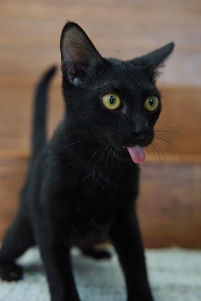 Shelter Kitty Mlem | Mlem | Know Your Meme