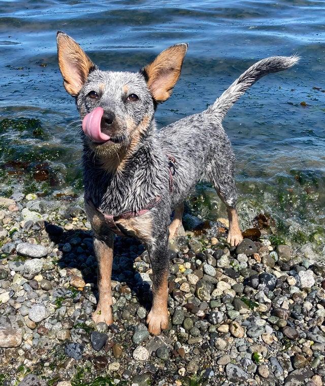 Beach Mlem | Mlem | Know Your Meme
