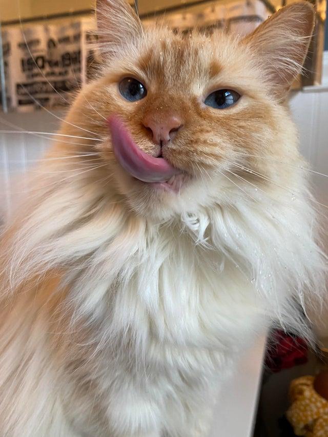 After Drinking from the Bathroom Sink | Mlem | Know Your Meme