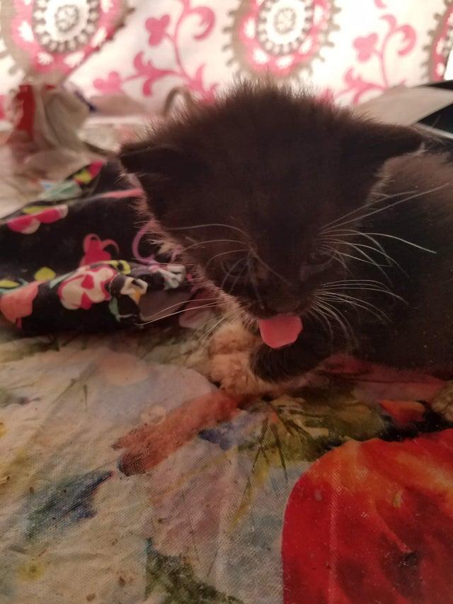 Tiny Mlem | Mlem | Know Your Meme