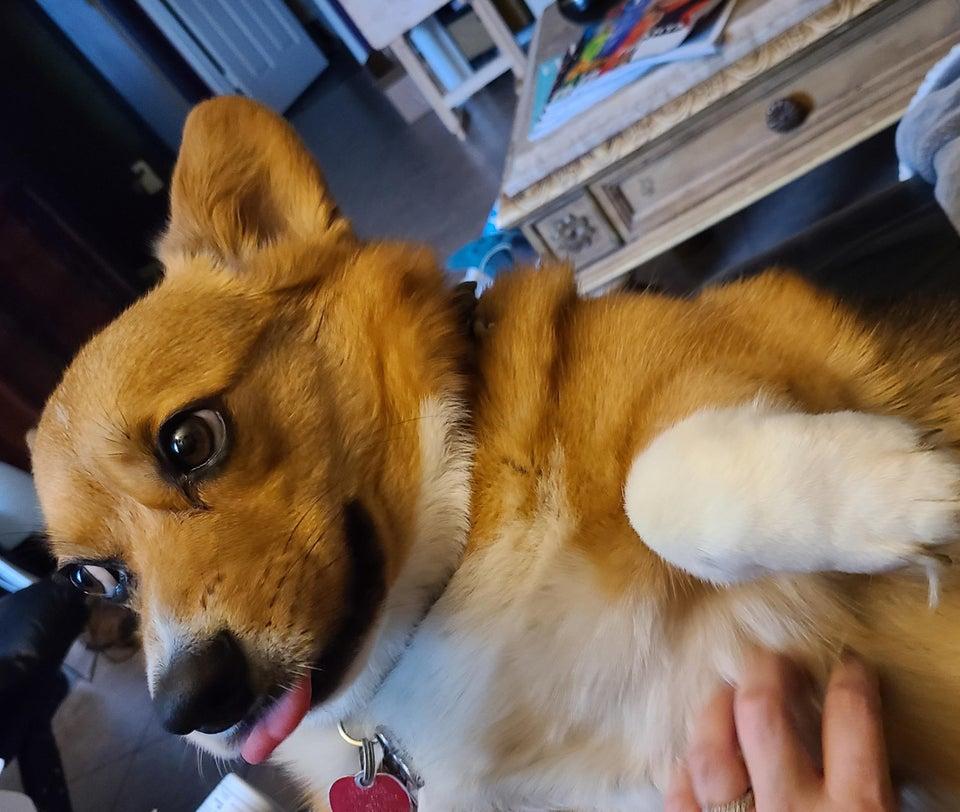 A Very Photogenic Mlem | Mlem | Know Your Meme