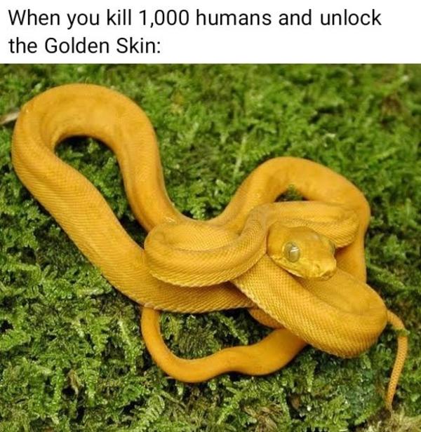 the golden skin | Snakes | Know Your Meme