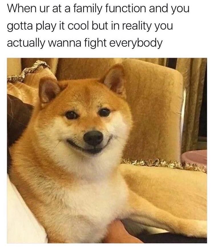 that's why i stopped going to family functions | Shiba Inus / Shibes ...