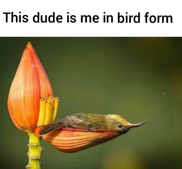 A Relatable Bird | Know Your Meme