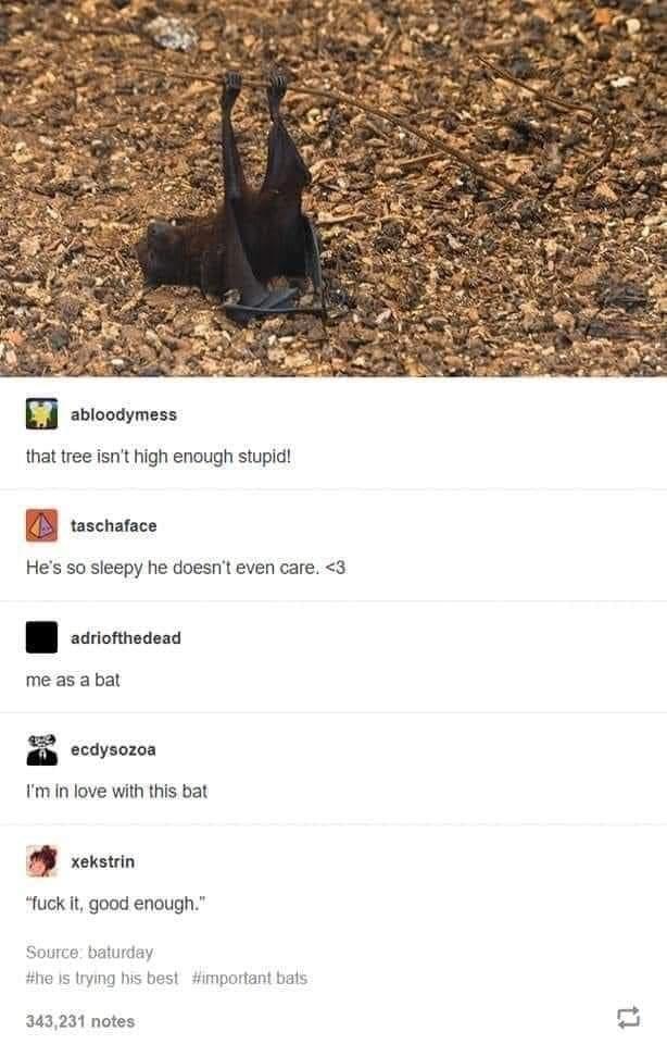 he's still learning | Animals | Know Your Meme