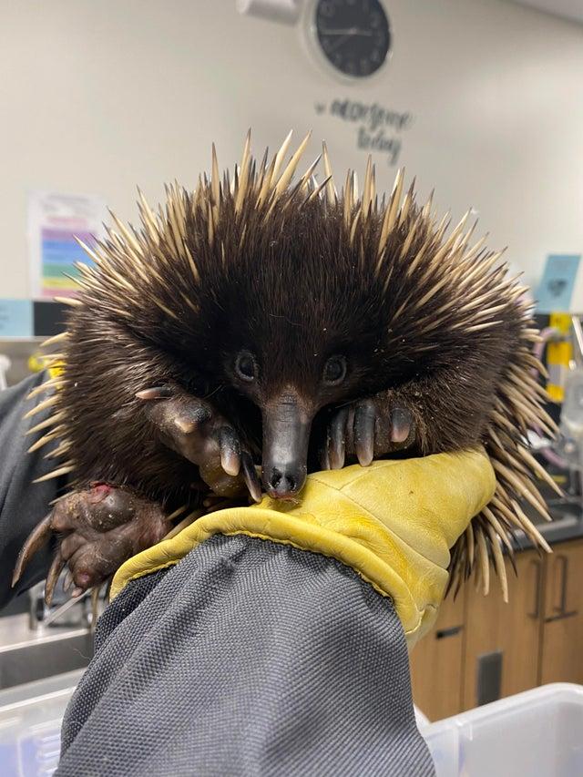 The Australian Echidna, one of only two mammals in the world that lay ...