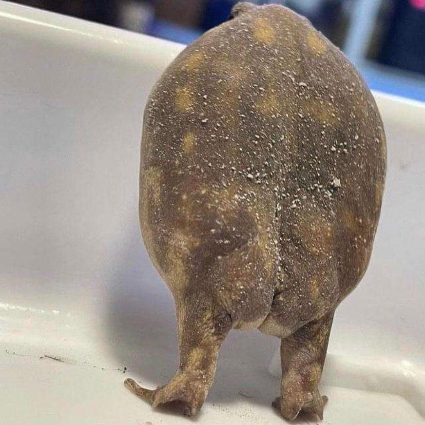 phrog butt irl | Phrog | Know Your Meme