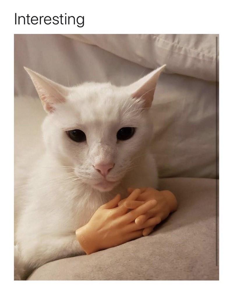 *Terrifying | Cats | Know Your Meme