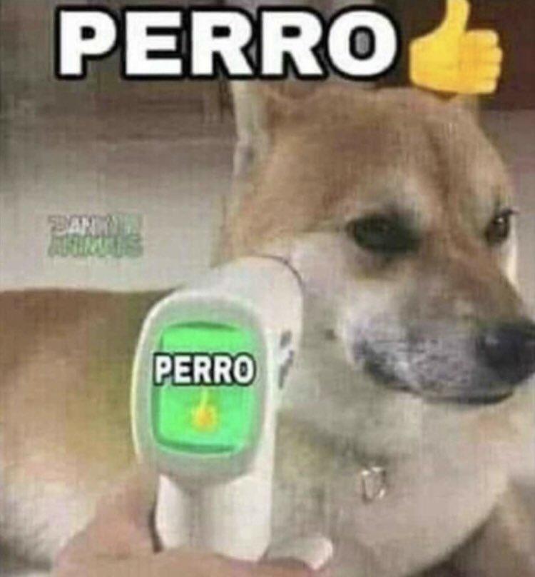 Blessed_Perro | Blessed Image | Know Your Meme