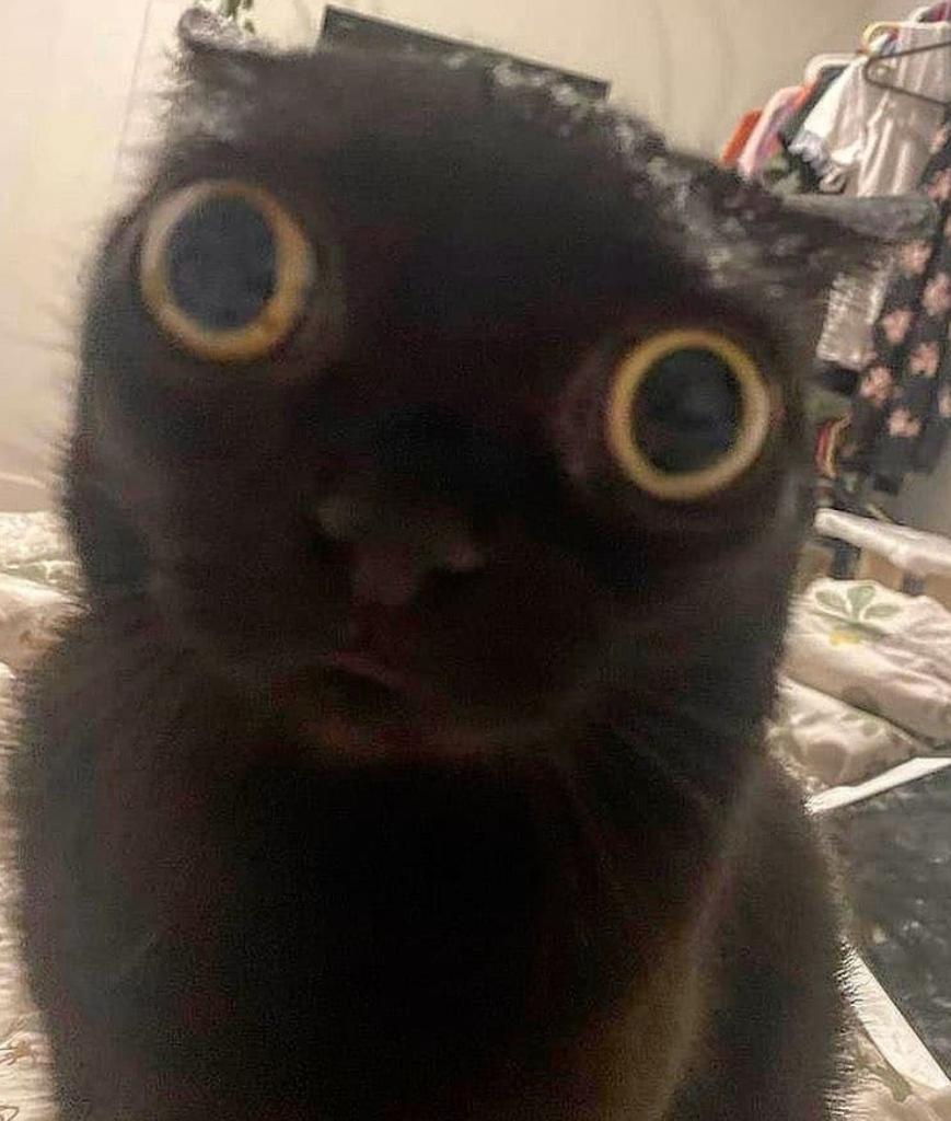 Invest in this cat :3 | /r/MemeEconomy | Know Your Meme