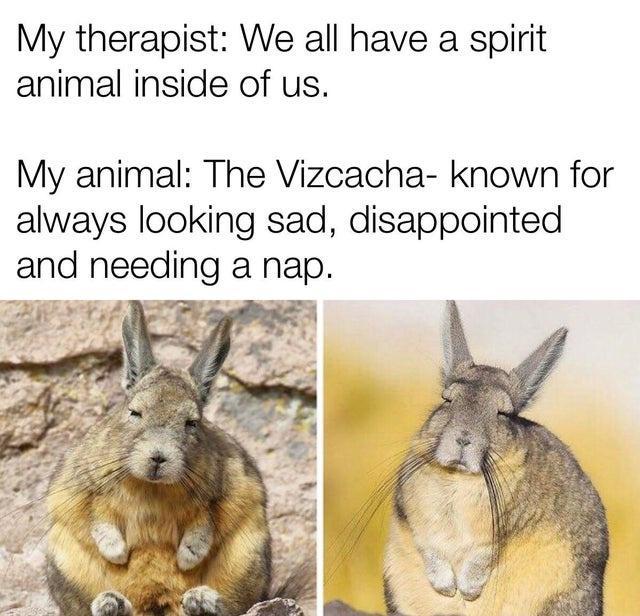 Vizcacha | Animals | Know Your Meme