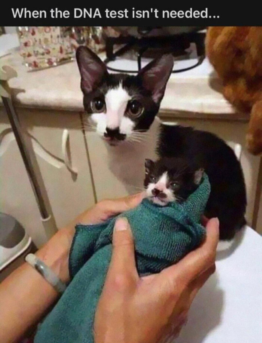 spitting image | Cats | Know Your Meme