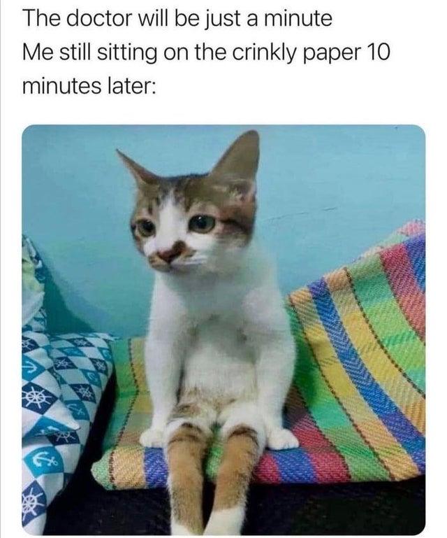 It's Usually More Like an Hour | Cats | Know Your Meme