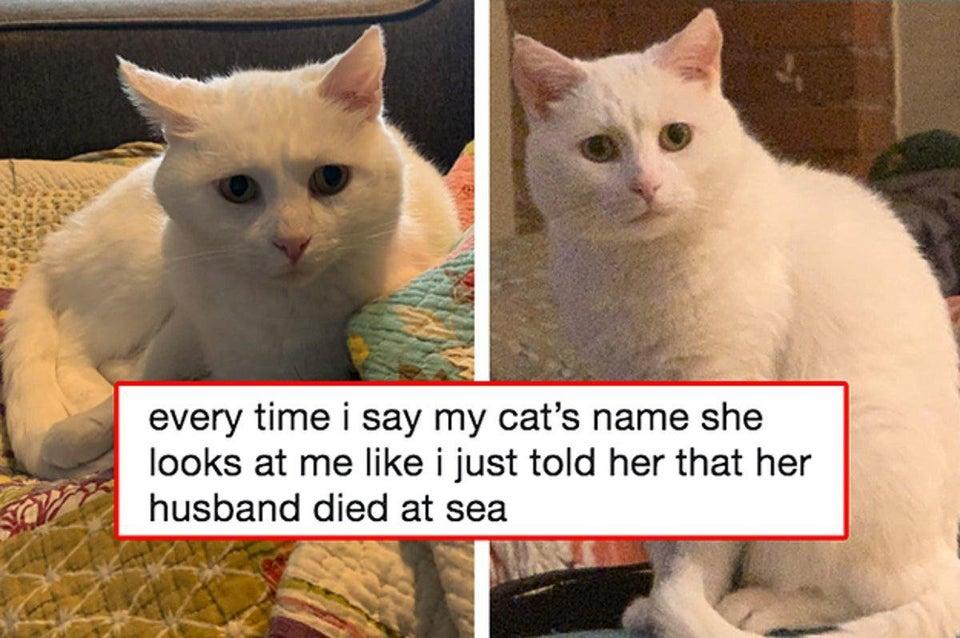 So tragic | Cats | Know Your Meme