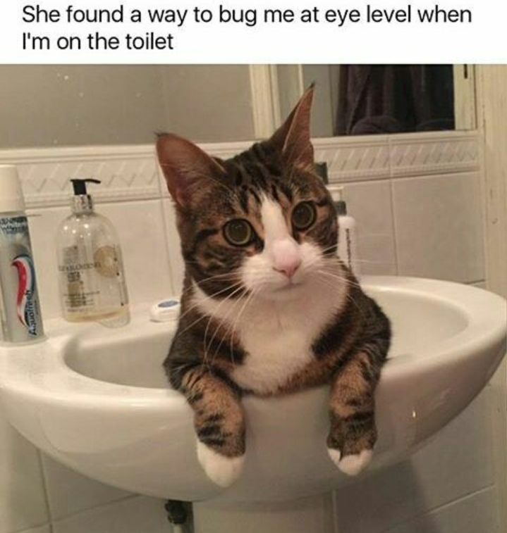 Eye Level | Cats | Know Your Meme