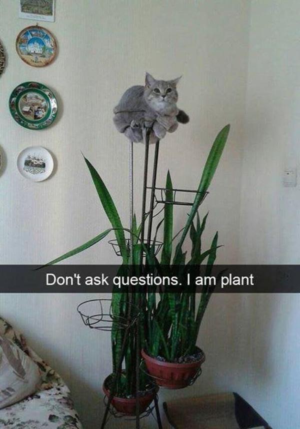 Plant | Cats | Know Your Meme