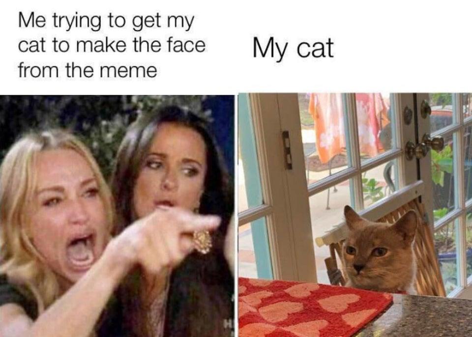 Close Enough | Cats | Know Your Meme