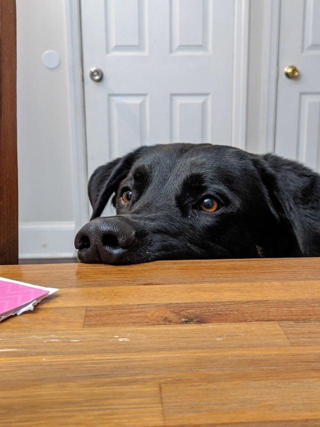 Snoot | Dogs | Know Your Meme