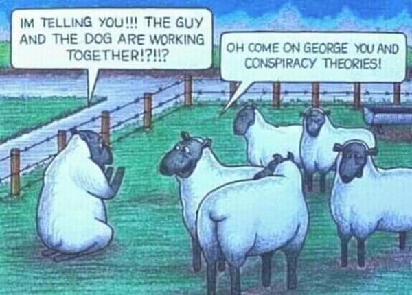 Sheeple | Know Your Meme