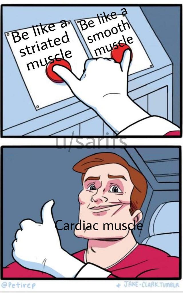 Both Muscles | Daily Struggle / Two Buttons | Know Your Meme