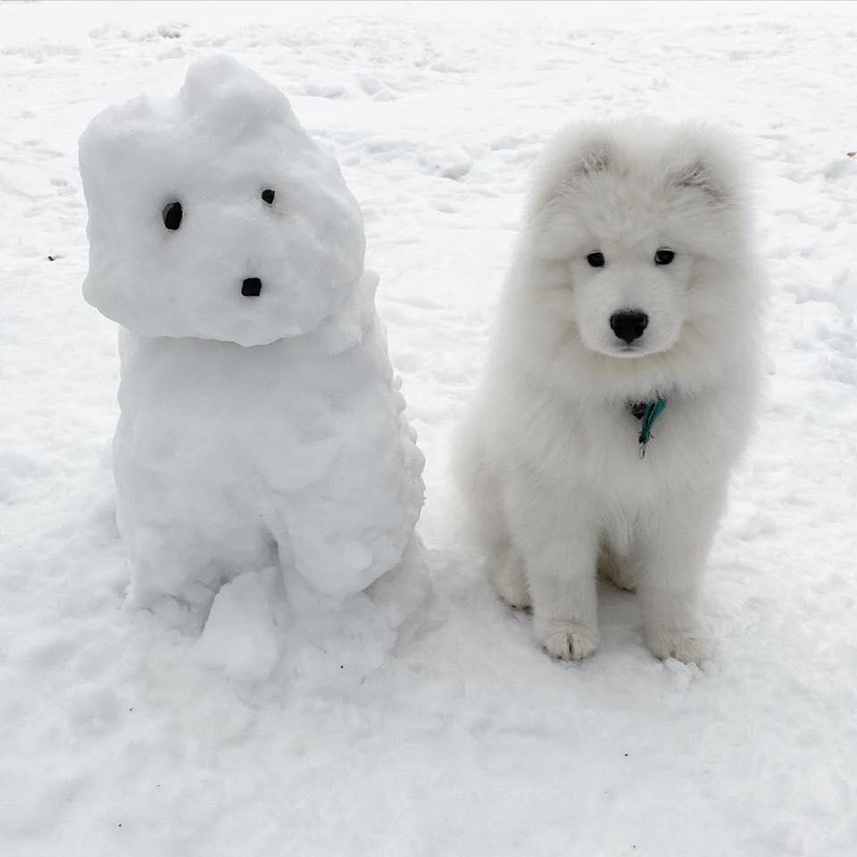 Snow Dog | Dogs | Know Your Meme
