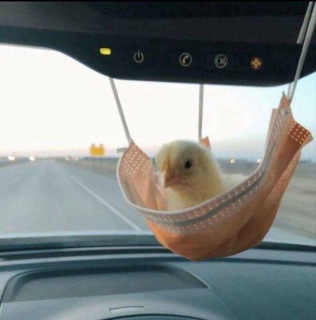 Chick Hammock | /r/Hmmm | Know Your Meme