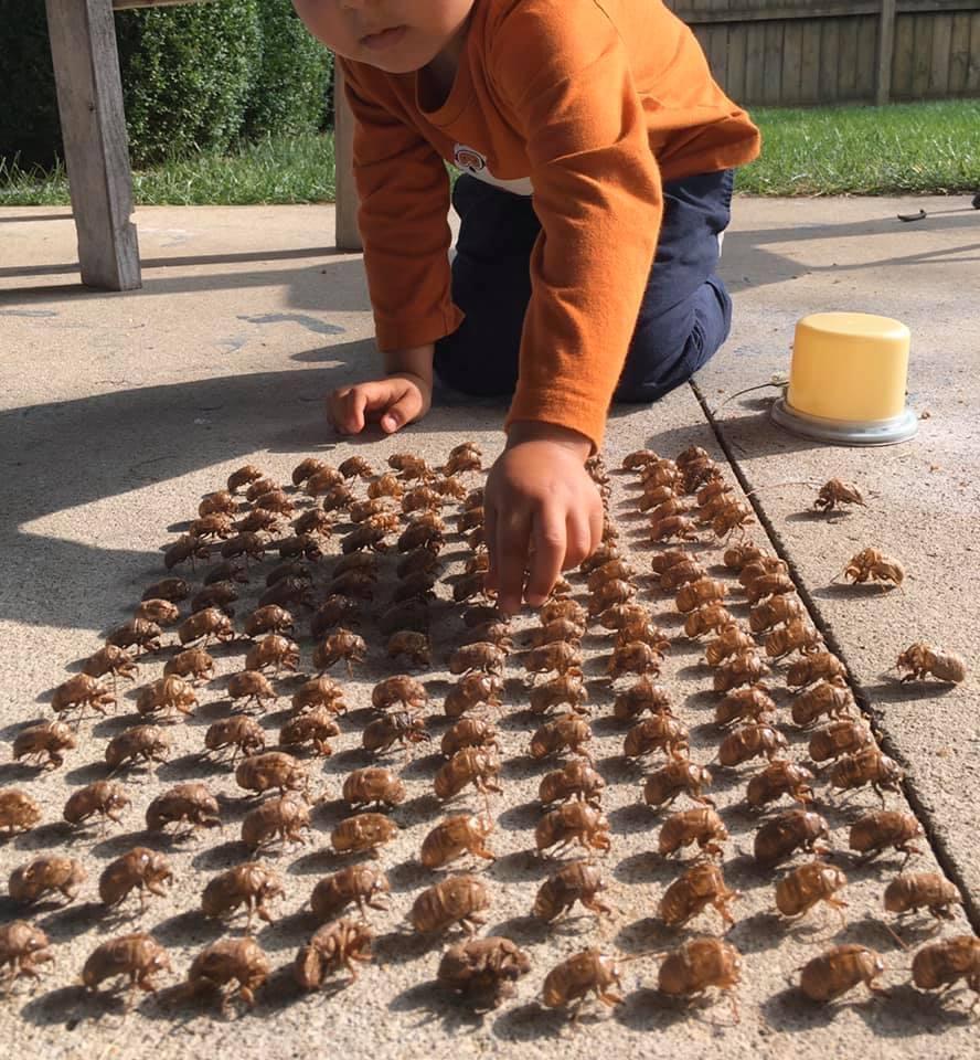 Cicada Army | Cursed Images | Know Your Meme