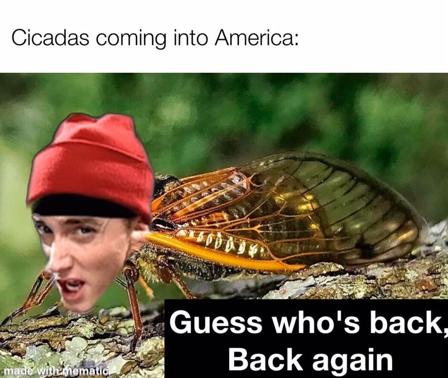 Cicadas Eminem | Brood X Cicadas | Know Your Meme